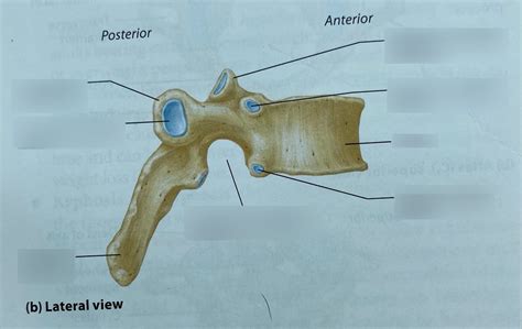 Thoracic Vertebrae Lateral View Diagram Quizlet