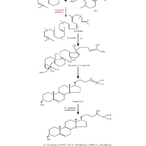 Botanical Description Of W Somnifera Download Scientific Diagram