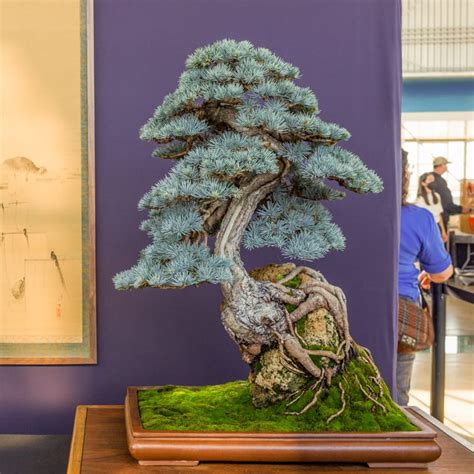 Blue Atlas Cedar Bonsai