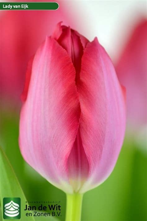 Купити Тюльпан Дарвіна Lady Van Eijk в Києві Дзен Сад ☎ 095 705 06 15