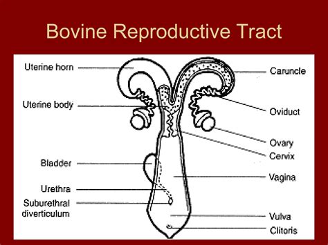 Bovine Biometery Feamle Reproductive Anatomy And Physiology Ppt