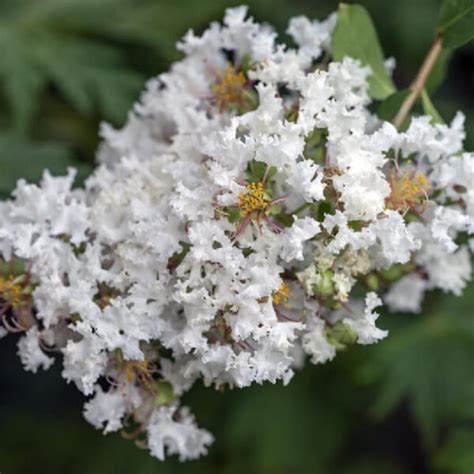 Lagerstroemia Indica With Love Virgin Indijski Jorgovan Niski