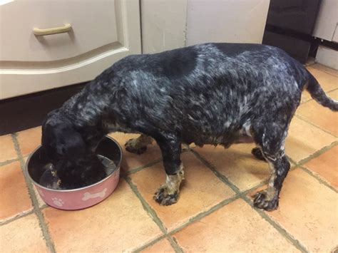 Islas Pregnancy 2015 Tolewta Cocker Spaniels