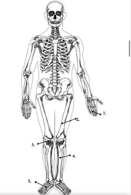 Module 2 Skeletal Anatomy And Bone Biology Diagram Quizlet
