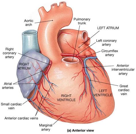 Coronary Sinus Opening Dilated Coronary Sinus An Indicator Of