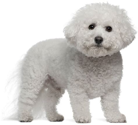 Bichon Frise Dog Breed Guide