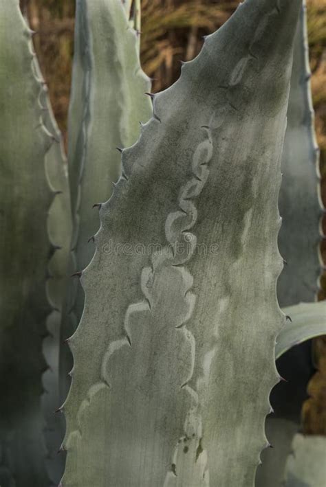 Plantas Cierre De Hojas De Espio De Agave Agave Americana Aka Maguey