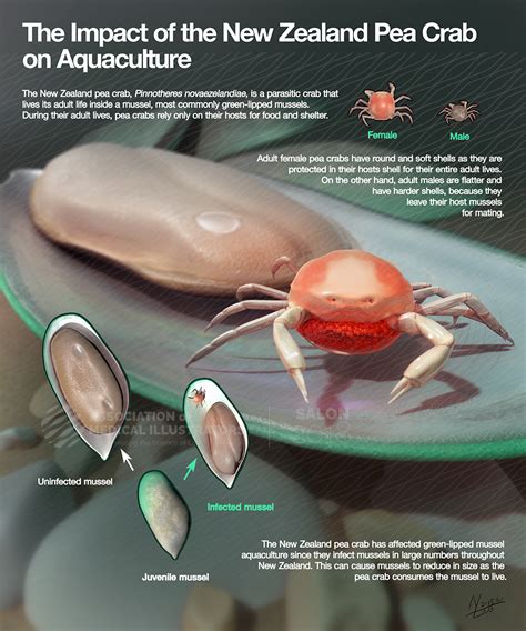 Blepharoplasty And Levator Resection Ami 2018 Meeting