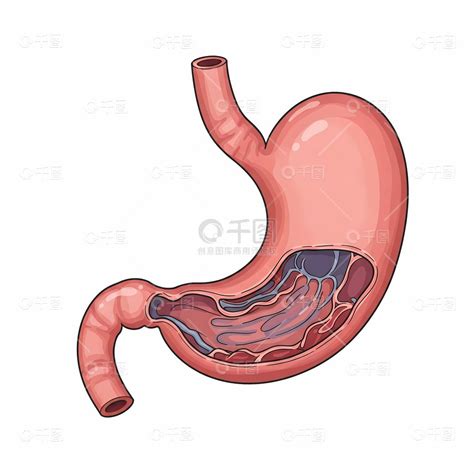 健康ai数字艺术 人体胃部结构剖析 图片免费下载格式10240像素编号71788824 千图网