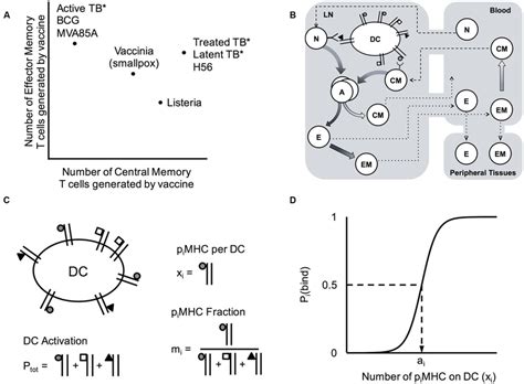 Computational Model System For Predicting Cell Mediated Immune