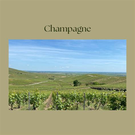 Ward Wines Vanner Winebusiness Champagne Carin Widoff 115 Comments