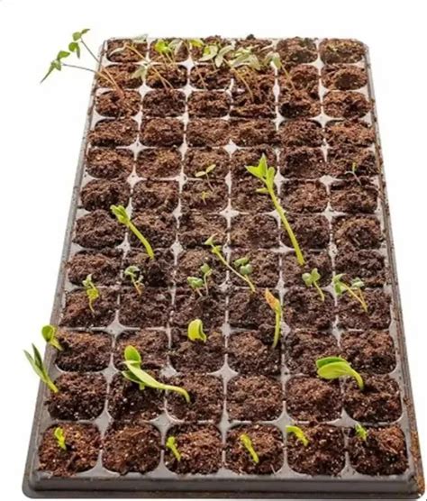 Nursery Tray 126 Cavity Plastic Seedling Tray At ₹ 7piece Seedling