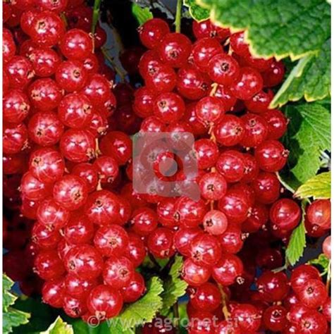 Ribez Rondom Agronet Si