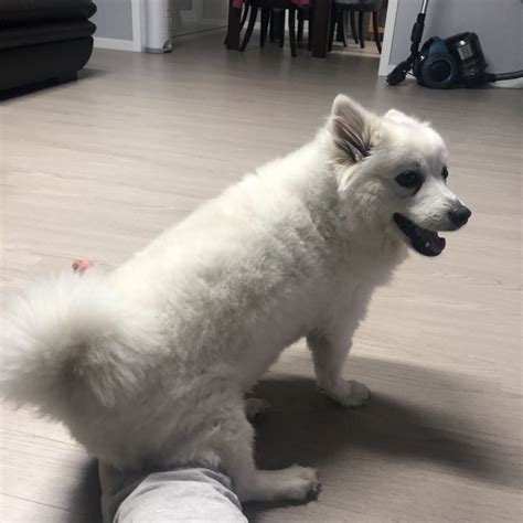 강아지 엉덩이 들이미는 행동에 담긴 5가지 의미 비마이펫 라이프