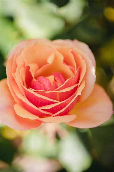 Beauty Rose Nature Natural Beauty Products With Pure Bulgarian Rose
