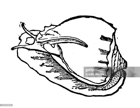 Helmet Shell Cassis Rufa High Res Vector Graphic Getty Images