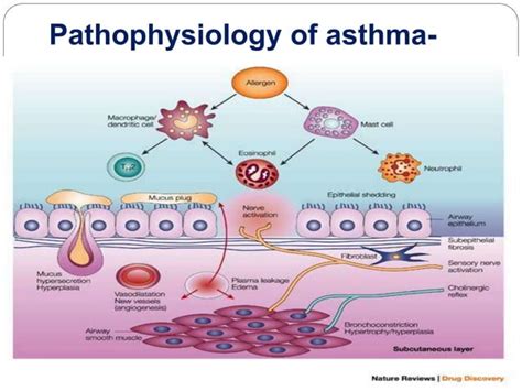 Pathophysiology Of Asthma Pptx