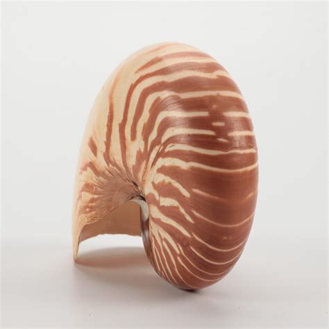 Chambered Nautilus Shell Specimen Ebth