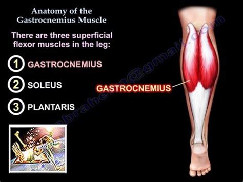 Gastrocnemius Function Location Origin And Insertion Quadratus