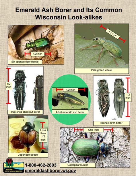 Eab Signs And Symptoms Fitchburg Wi Official Website