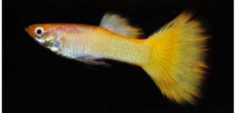 Blond Micariff Courtesy Micke Norberg Ermission Granted