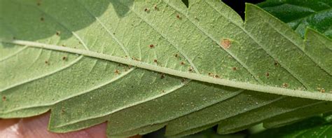 How Spider Mites Cannabis Affects Plants