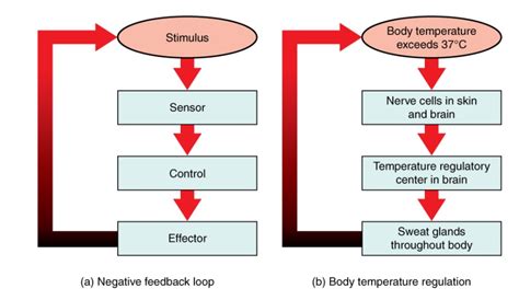 Homeostasis Definisi Mekanisme Dan Organ Yang Mempengaruhi Repro Note