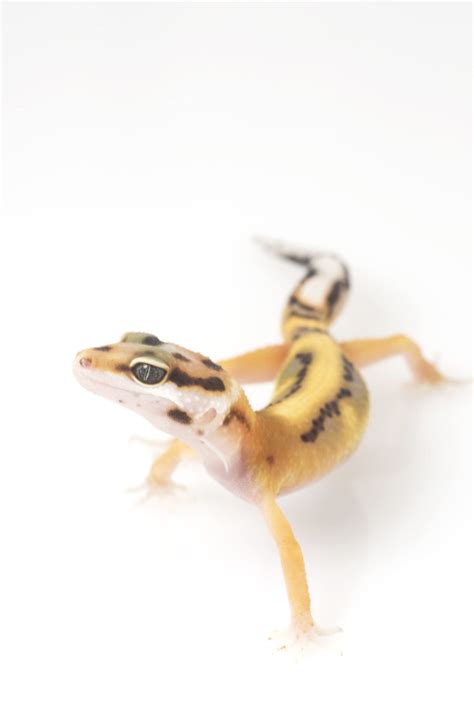 What Kind Of Leopard Gecko Morph Breeds Are There Leopard Gecko Habitat
