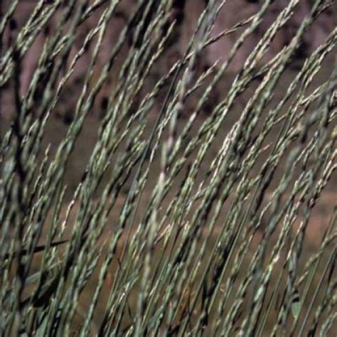 Western Wheatgrass Lawn