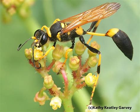 Differences In Mud Dauber Wasps Vs Carpenter Bees Best Bee Brothers