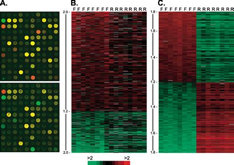 Optimal Gene Expression Analysis By Microarrays Cancer Cell