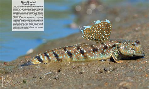 Blue Spotted Mudskipper Blue Spotted Mudskipper Live At Mudflat In