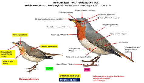 Red Throated Thrush Detail Ogaclicks