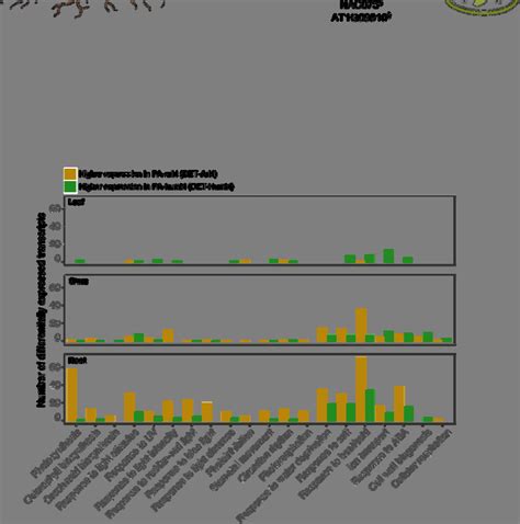 Schematic Representation Of Key Biological Processes Related To