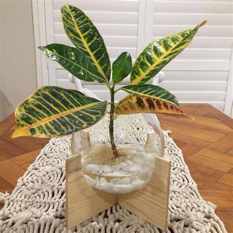 Croton Propagation 4 Best Ways To Get More Croton Plants