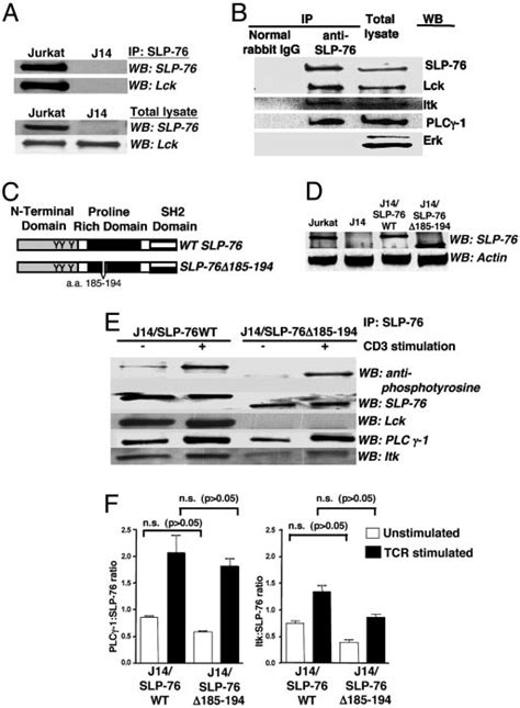 Interaction Of Slp 76 With Lck Plc 1 And Itk In Jurkat And Splenic T