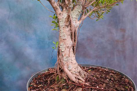 Ficus Microcarpa ‘melon Seed One Of A Kind Pre Bonsai Wigerts Bonsai