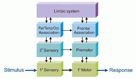 Associational Cortex And Memory Neupsy Key