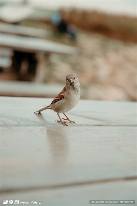 小鸟摄影图鸟类生物世界摄影图库昵图网
