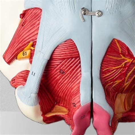 Disassembled Female Pelvis Anatomy Model Pvc Female Pelvis With Floor