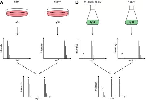 Figure 1 From Extending Silac To Proteomics Of Plant Cell Lines[c][w][oa] Semantic Scholar