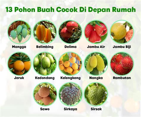 13 Pohon Buah Yang Cocok Di Depan Rumah And Cara Menanamnya