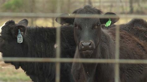 Crawford Co Farmer Neighbors Dogs Kill My Cattle