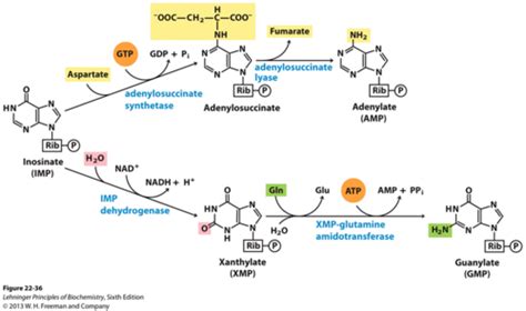 Purine Nucelotide Metabolism Biochem 2 Flashcards Quizlet