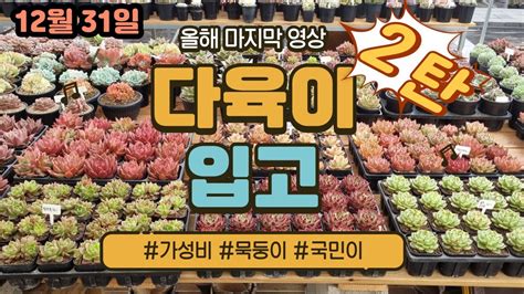 1️⃣2️⃣월3️⃣1️⃣일🌸2탄🌸신상다육입고🚀5만원이상🚀무료배송🎁특급서비스까지🎁새해💰️복💰️많이받으세요💰️ Youtube