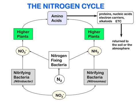Ppt Uptake Of Nitrogen By Plants Powerpoint Presentation Free