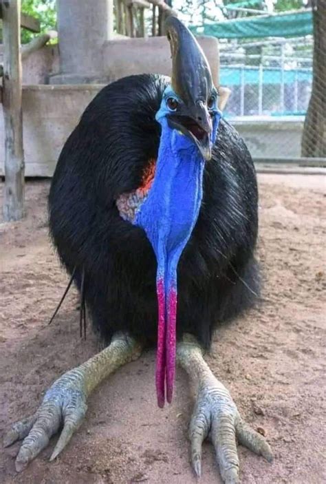 The Cassowary Bird Is One Of The Most Dangerous Birds In The World With