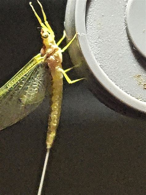 Insect Identification Ephemeroptera Examples