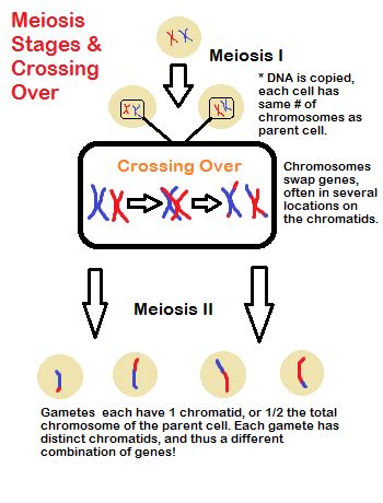Crossing Over In Meiosis Overview And Examples Lesson