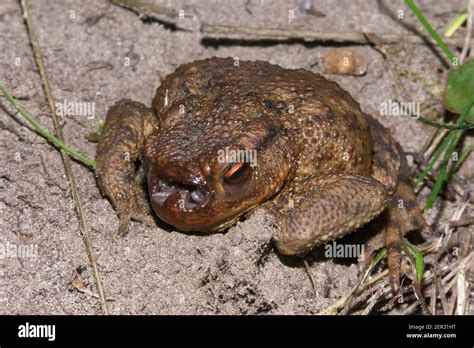 A Rare View On A Common Toad Bufo Bufo Infected With Maggots Of The